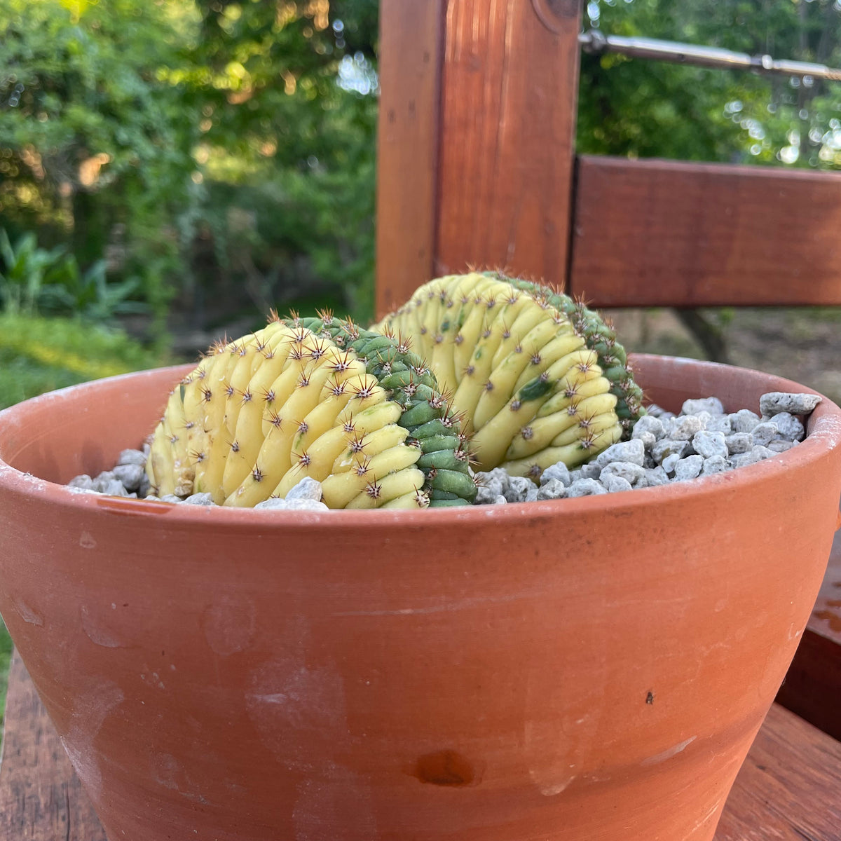 Crested Variegated Trichocereus Pachanoi – Low Key Plants & Trees